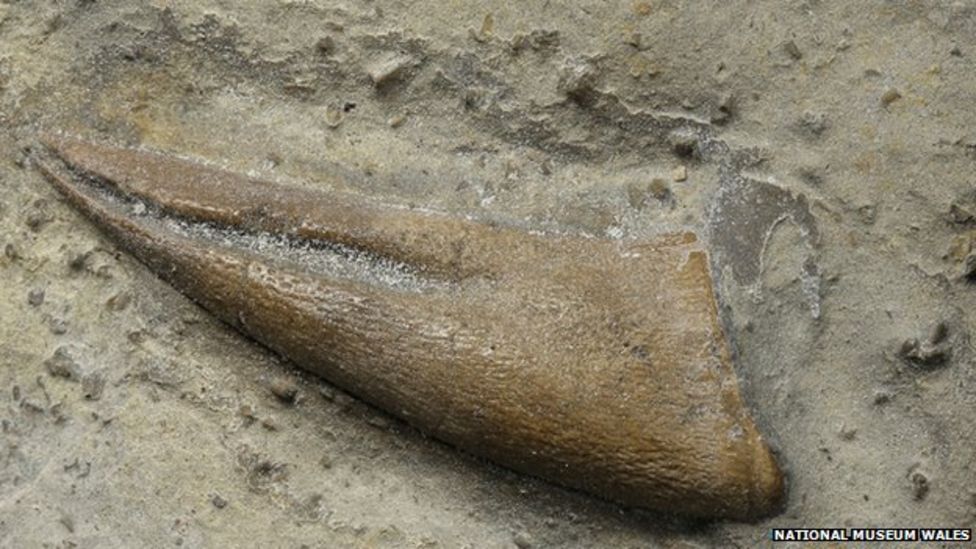 Wales' 'first meat-eating' Jurassic dinosaur on show - BBC News