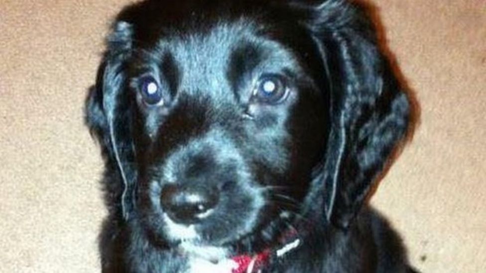 Dogs help conservationists sniff out koala populations - BBC News