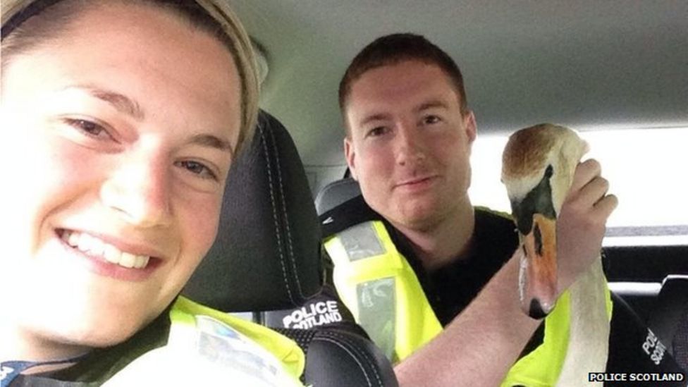 Police officers rescue 'lost' swan from Tongland road - BBC News