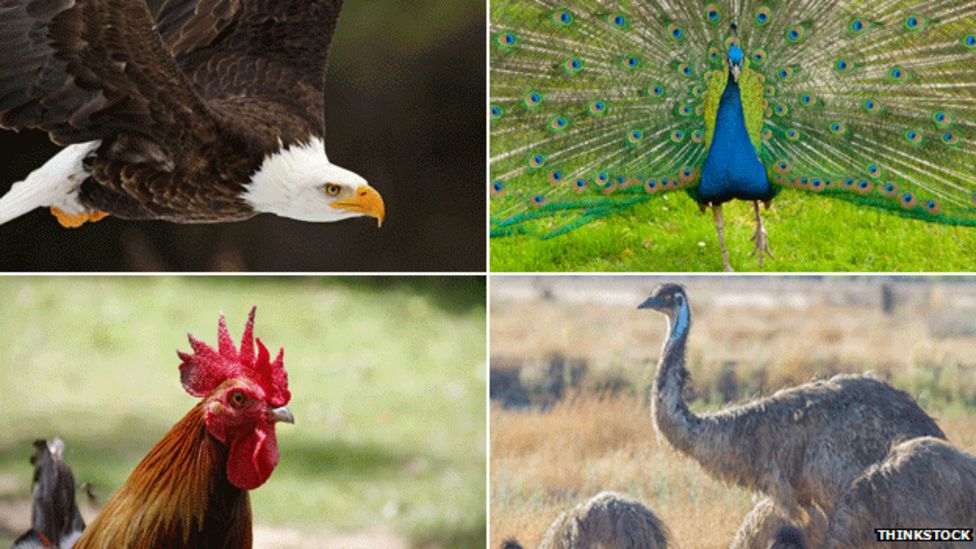 Robin tops poll to find UK's 'national bird' - BBC News