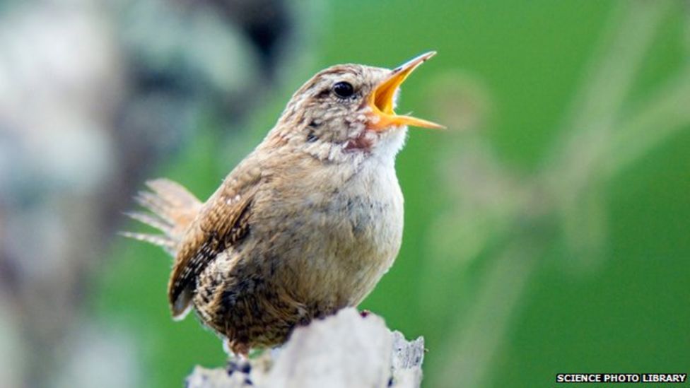 Robin tops poll to find UK's 'national bird' - BBC News