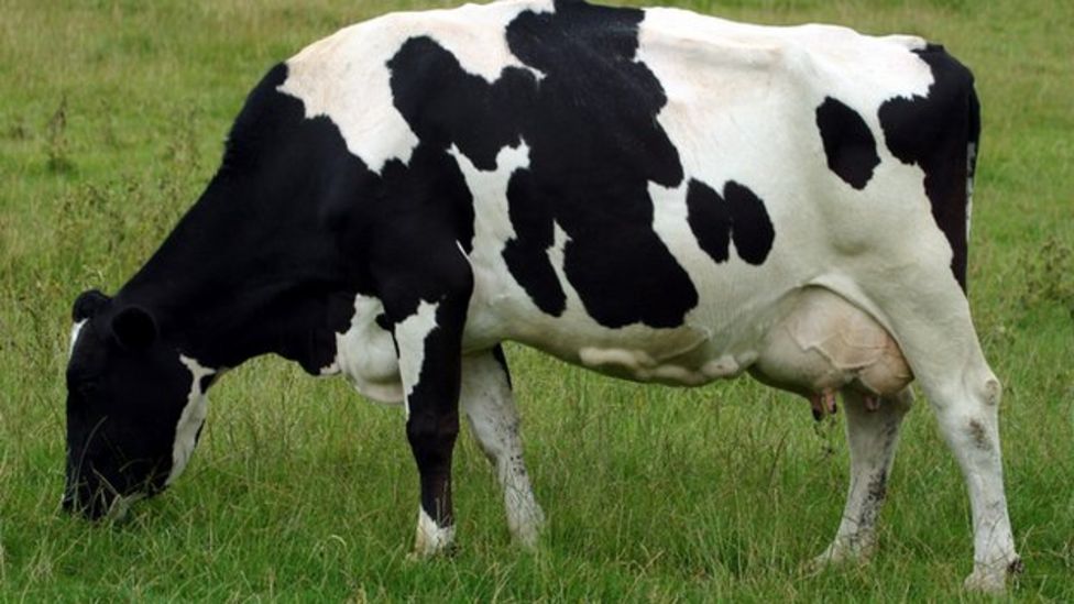 'Mad cow disease' at Aberdeenshire farm after BSE confirmed - BBC News