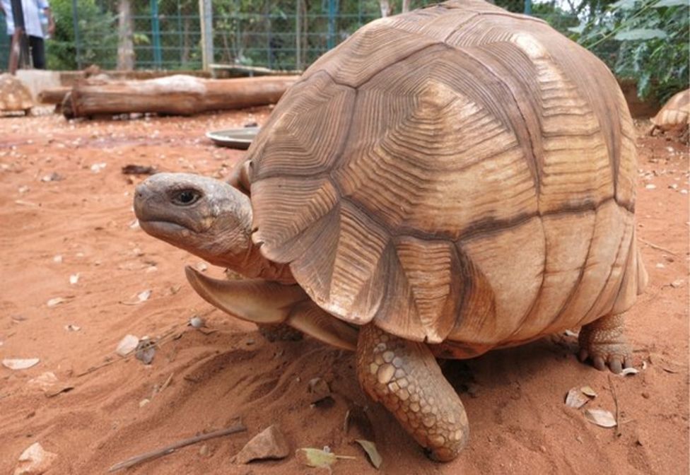 Drastic action to save endangered tortoise - BBC News
