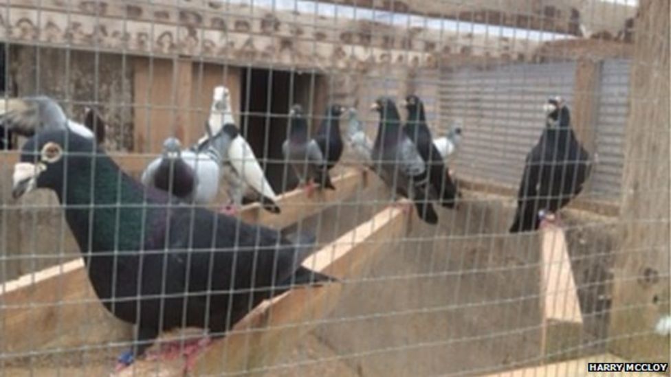 Racing pigeons stolen from Cullybackey were Irish champions - BBC News