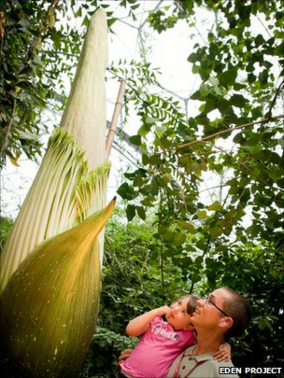 The Eden Project awaits huge plant's flowering - BBC News