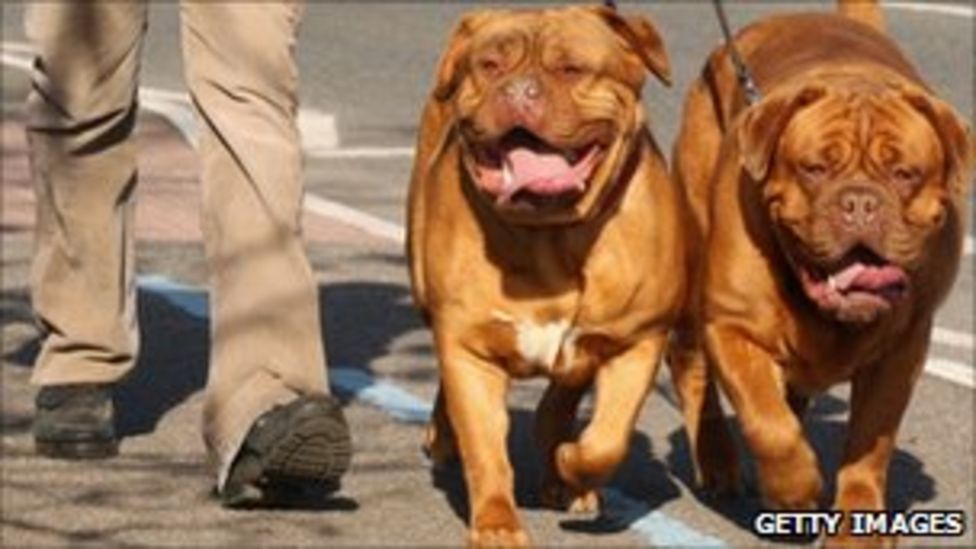 Oldham Dogue de Bordeaux attack victim's surgery fear - BBC News