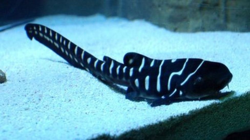 Portsmouth's Blue Reef Aquarium adds baby zebra shark - BBC News