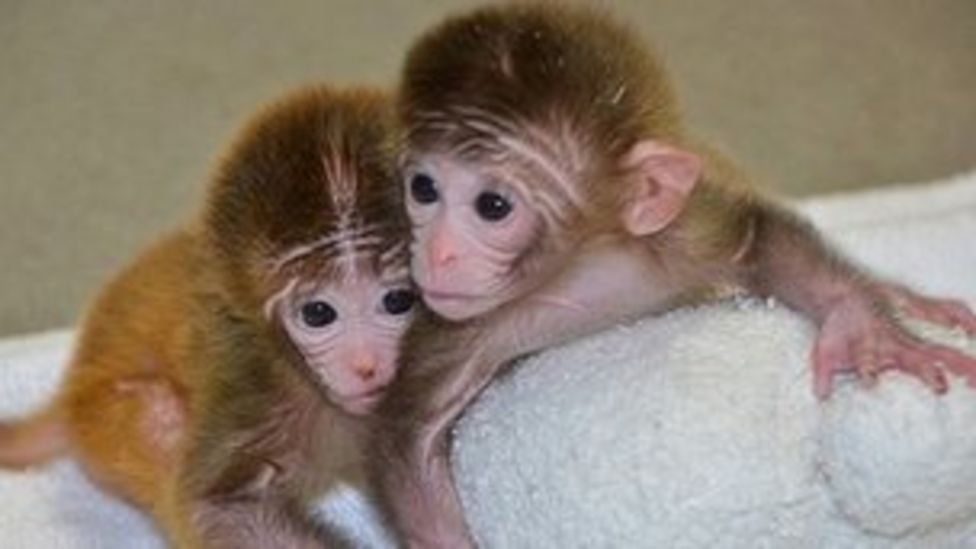 First 'mixed embryo' monkeys born - BBC News
