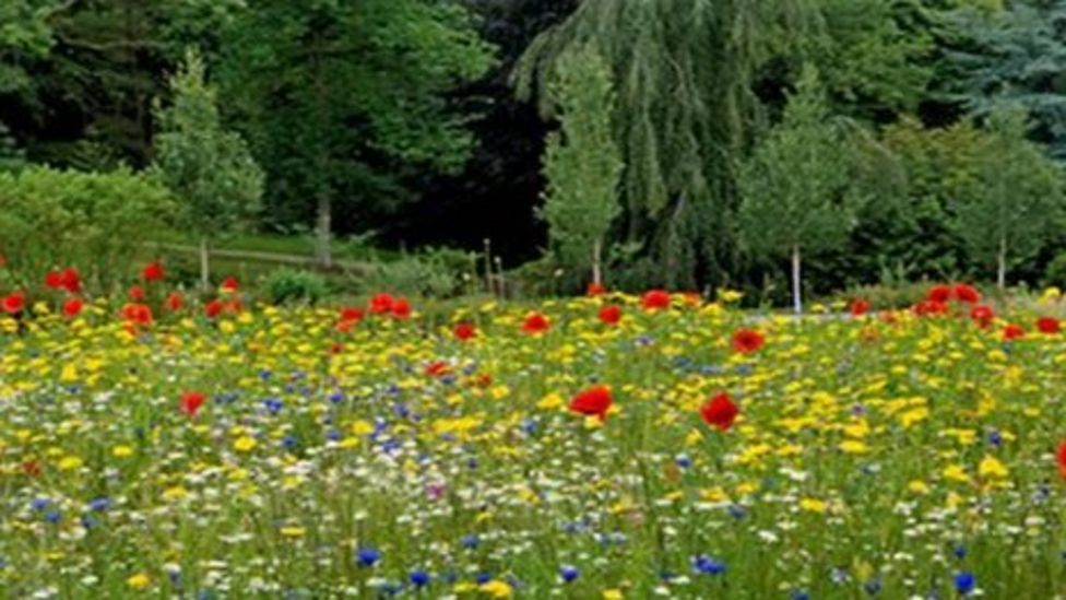 Royal Horticultural Society organises Welsh wildflower meadow planting ...