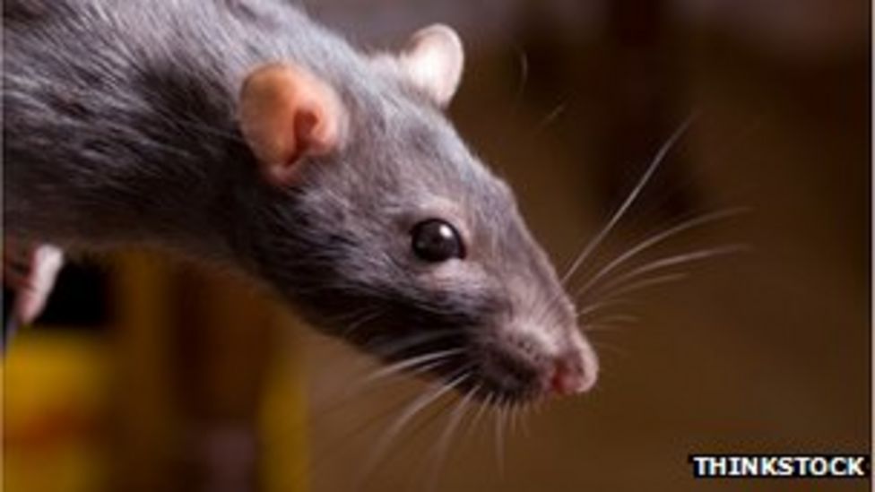Hamelin: German town hit by new plague of rats - BBC News