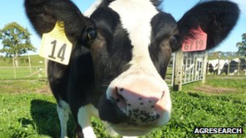 GM cows make 'low allergy' milk - BBC News