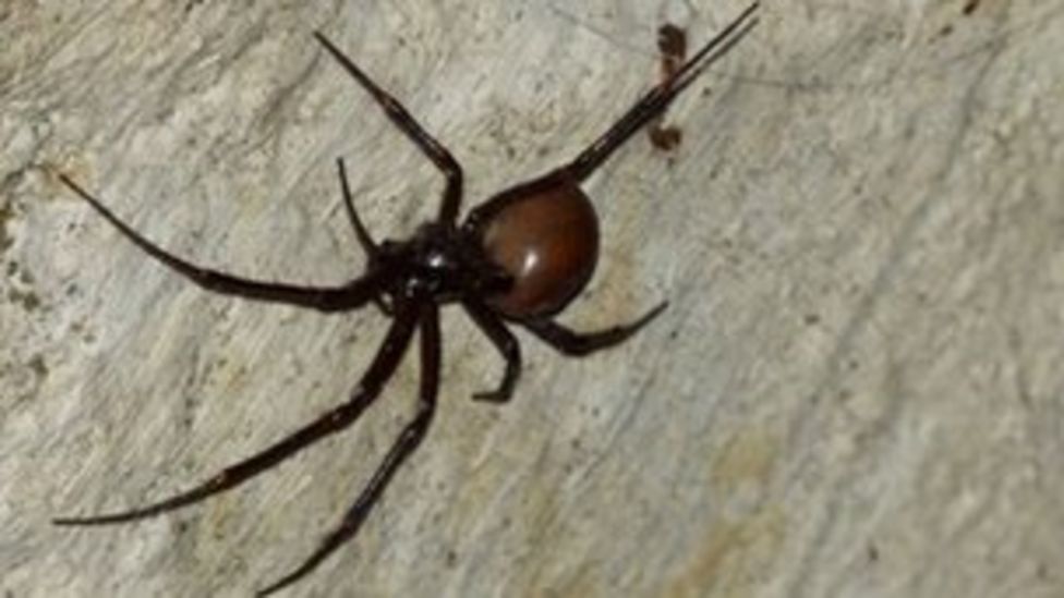 Rare spider species found in Highgate Cemetery vaults - BBC News