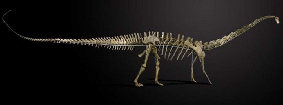 Wyoming diplodocus skeleton bought for Denmark museum - BBC News