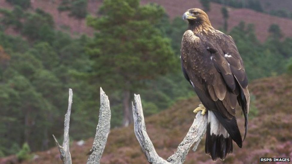 Golden eagle survey to record numbers - BBC News