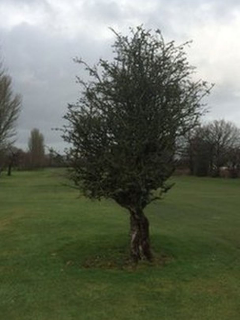Fairy tales: Finding fairy bushes across Northern Ireland - BBC News