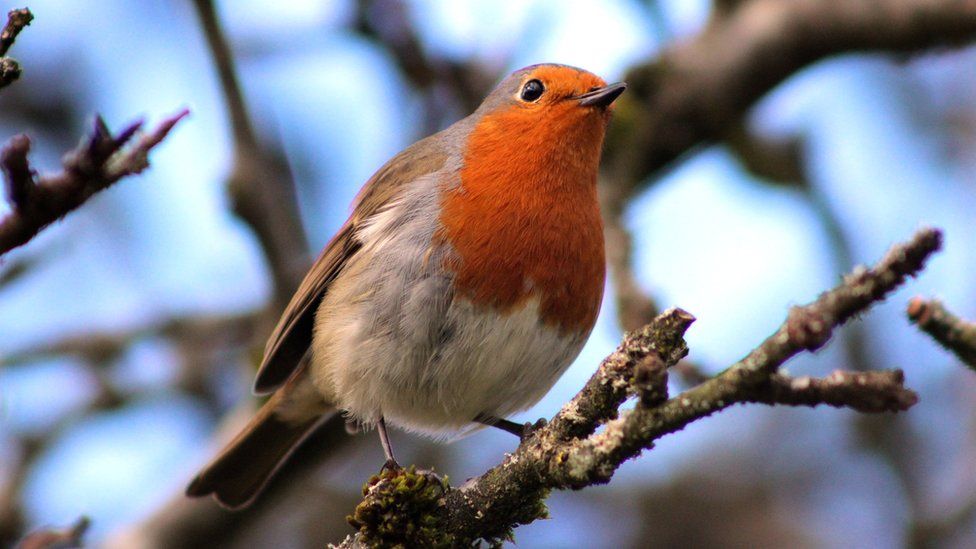 Your pictures of Scotland: 6 March - 13 March - BBC News