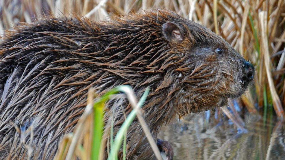 Beaver evidence found on River Stour near Gillingham - BBC News