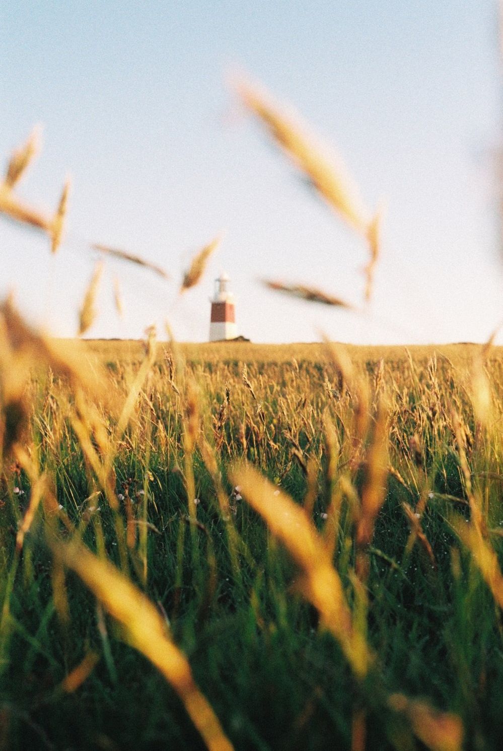Lluniau: Dau wanwyn a dau haf ar Ynys Enlli - BBC Cymru Fyw