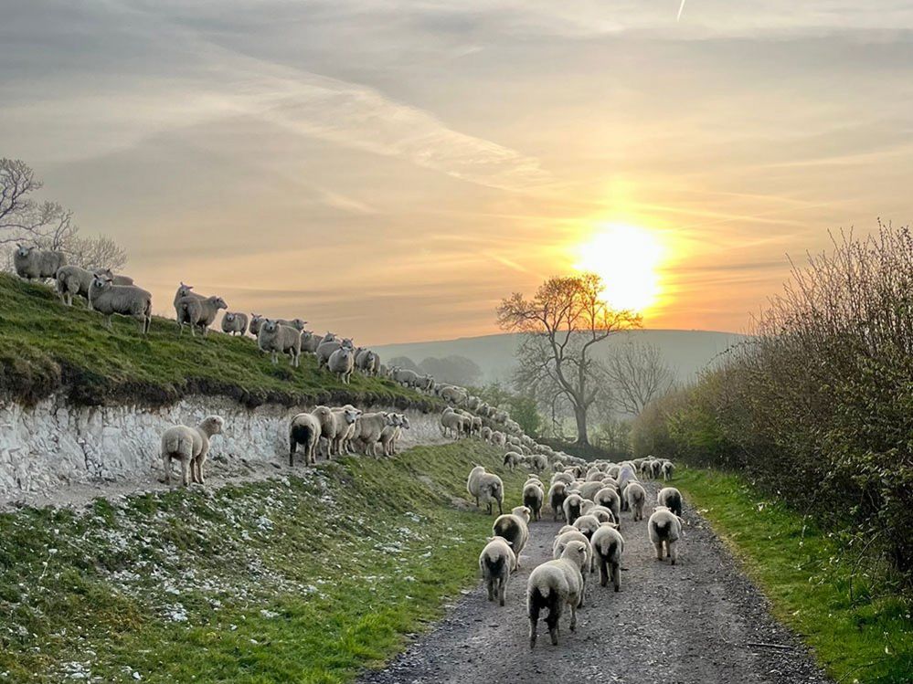 Your pictures on the theme of 'spring walks' - BBC News