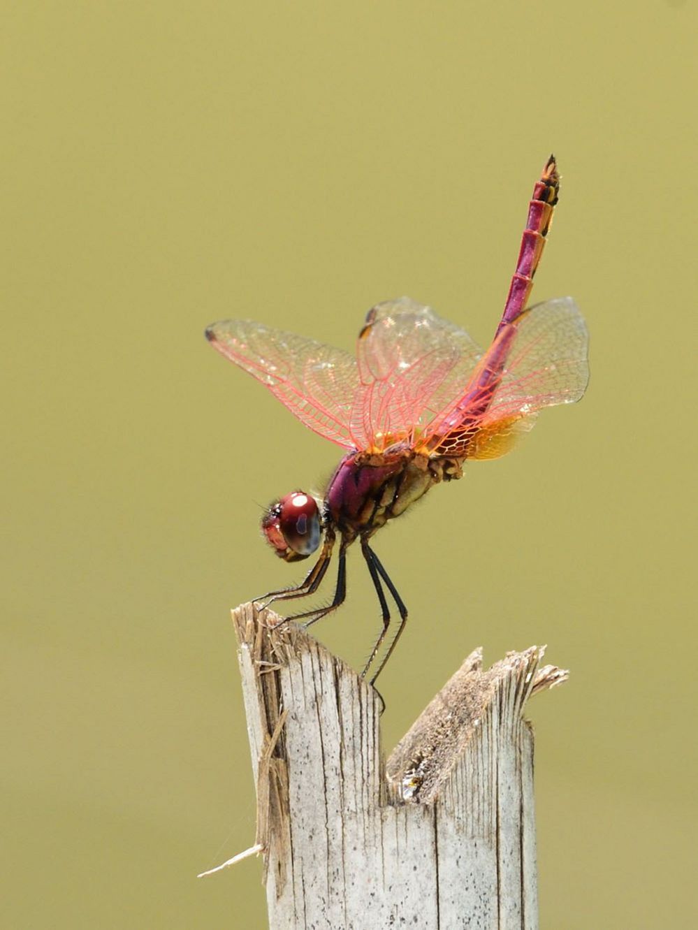 Your pictures on the theme of 'garden creatures' - BBC News