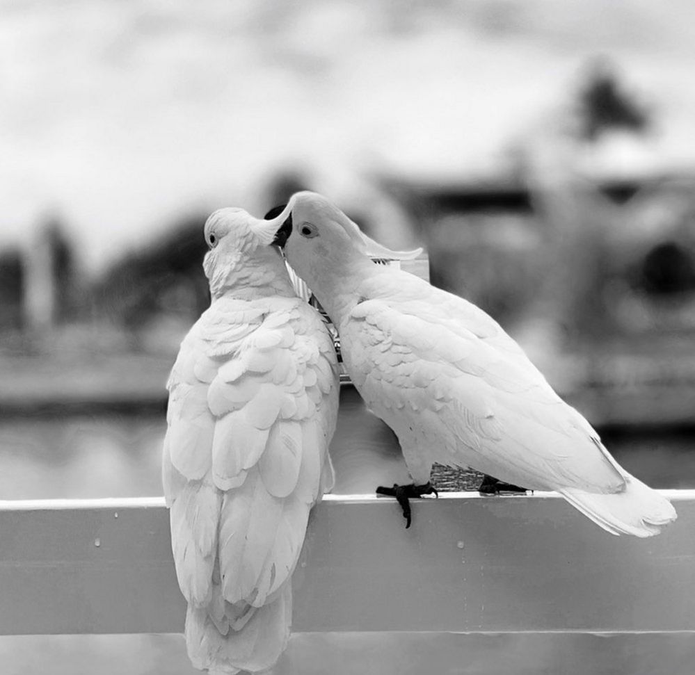 Your pictures on the theme of 'monochrome' - BBC News