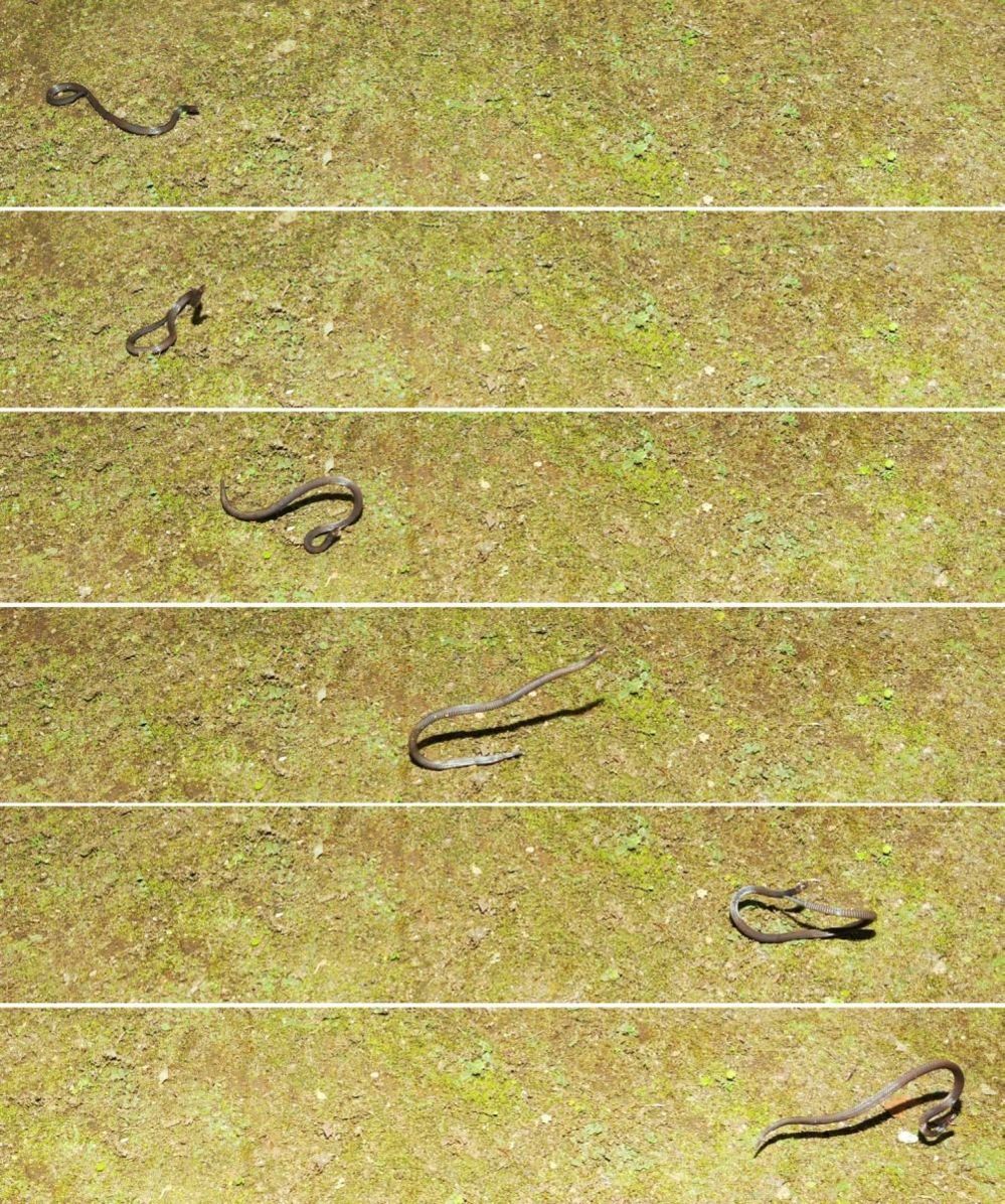 Snakes: Dwarf reed snake revealed to do cartwheels - BBC Newsround