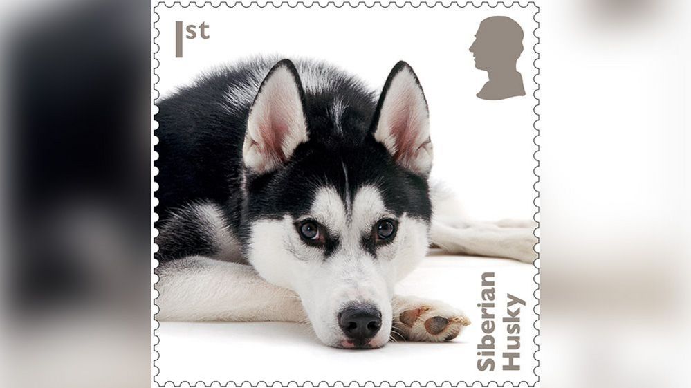 Royal Mail stamps show off UK's favourite dogs - BBC Newsround