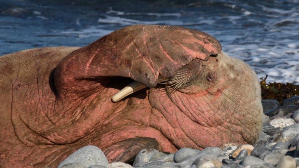 Arctic walrus Wally turns up at Skerries in Shetland - BBC News