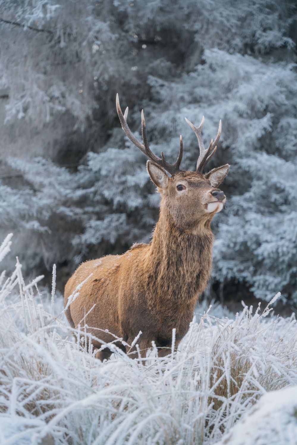 Your pictures of Scotland: 15 - 22 December - BBC News