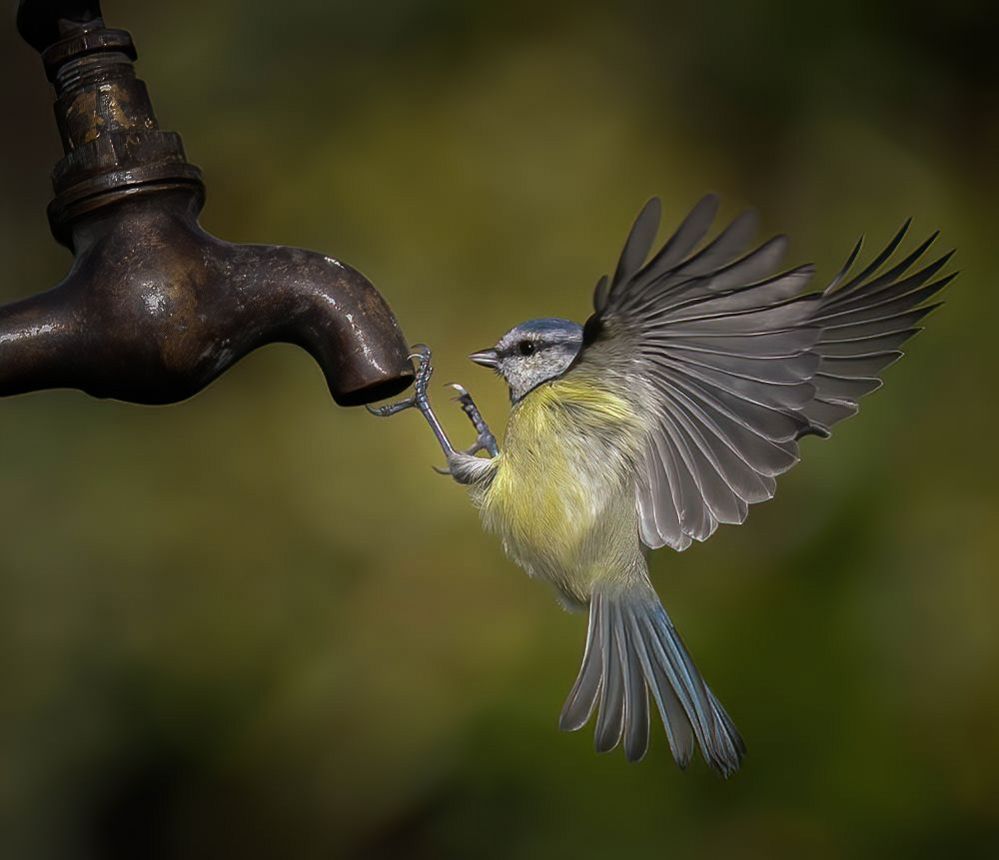 The wildlife of Cwm Elan - BBC Cymru Fyw