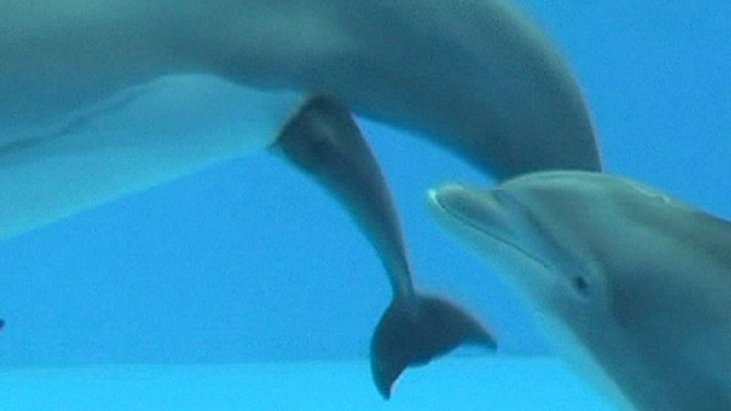 Así es el parto de un delfín - BBC Mundo
