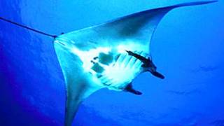 En México revelan secretos de la misteriosa mantarraya - BBC News Mundo