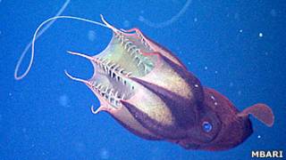 El calamar vampiro que sobrevive comiendo excrementos - BBC News Mundo