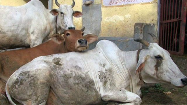 ¿Adónde van las vacas sagradas de India? - BBC News Mundo