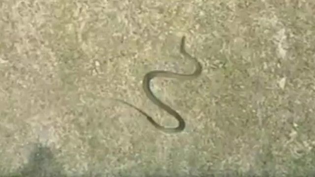 Cientistas revelam segredos de 'cobras voadoras' - BBC News Brasil