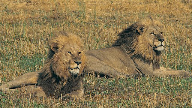 Hifadhi ya wanyama yapata simba mpya UG - BBC News Swahili