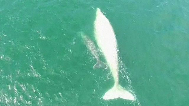 Una rara ballena albina aparece junto a su cría en la costa de México ...