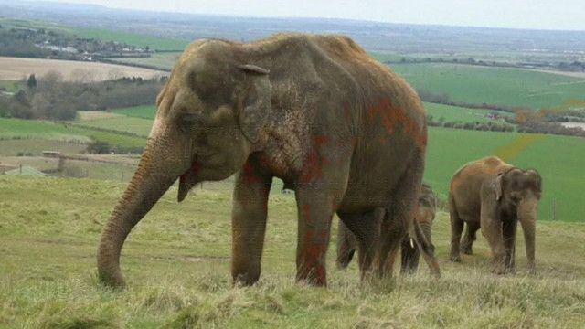 Funcionários do zoo usam furadeira para curar dor de dente de elefante ...