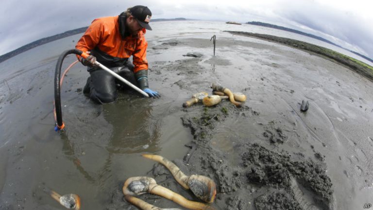 guerrillerosglobales | Geoduck, la extraña almeja fálica norteamericana ...
