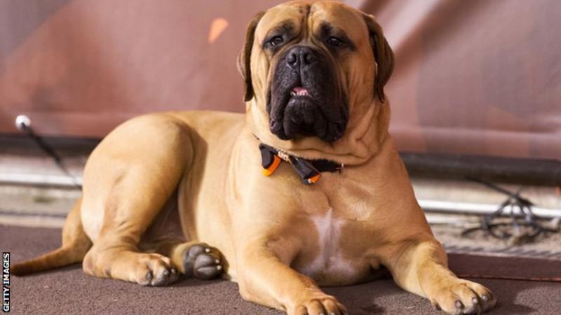 Charlie Webster column: Robbie Williams & Mystery Fish - the world of ...