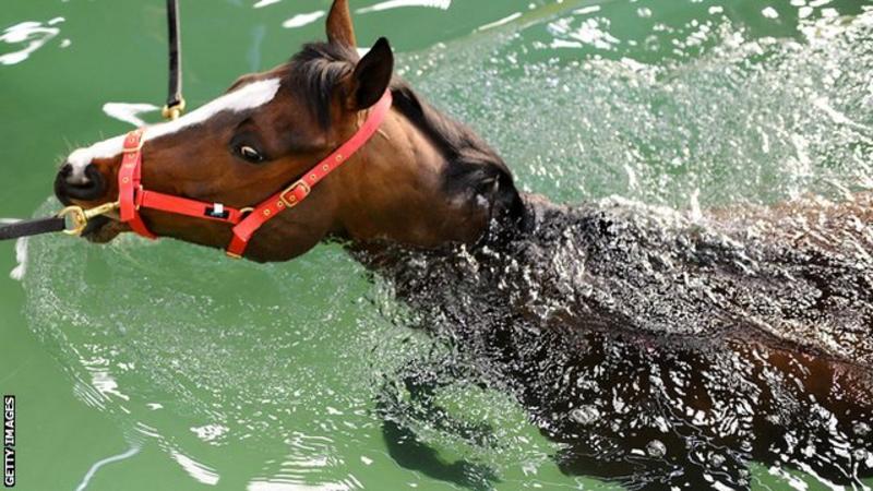 Grand National 2014: Humans beating horses in race to get faster - BBC ...