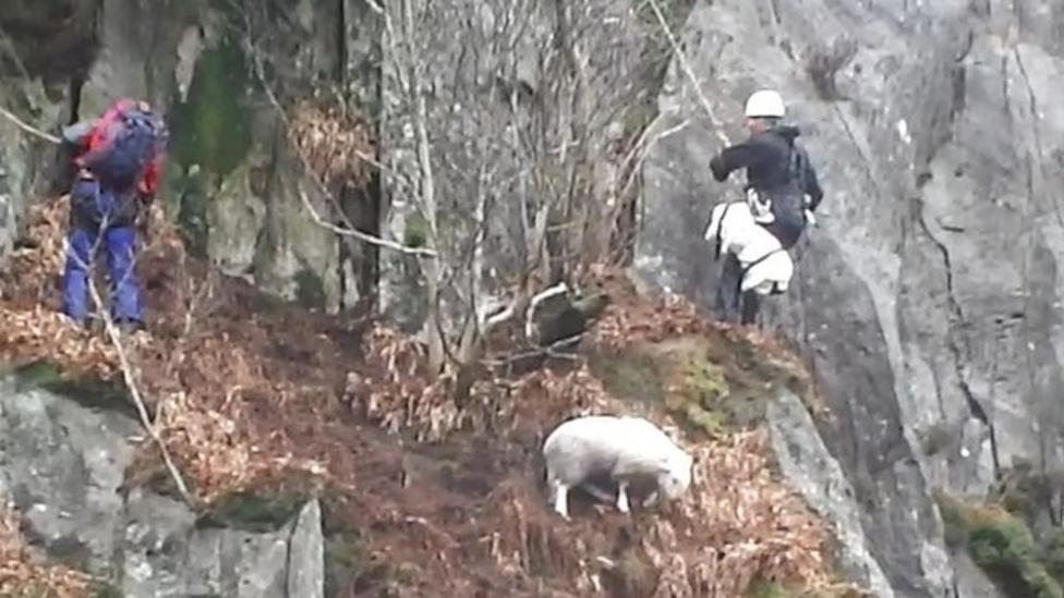The rescue mission to help a sheep stuck on a cliff - CBBC Newsround
