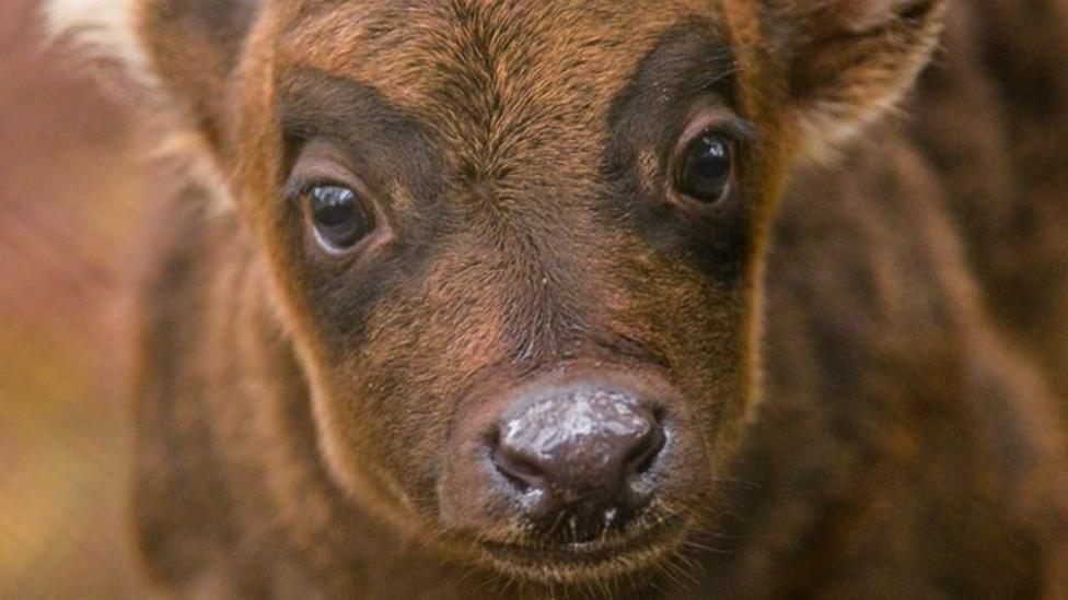Rare baby anoa calf born at zoo - CBBC Newsround