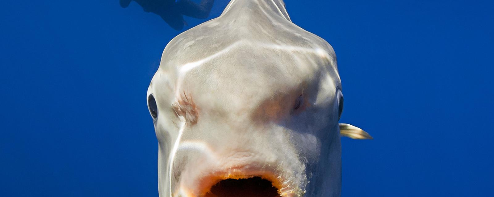 Weird giant sunfish reveals secrets, on BBC Earth: http://goo.gl/JmzEo6 ...