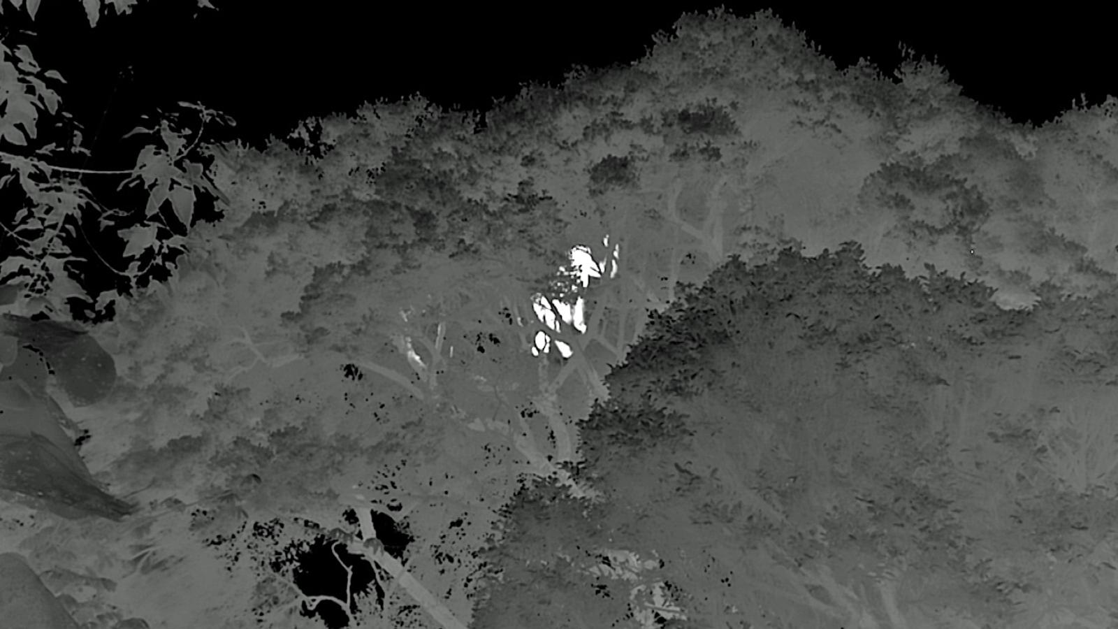 Rare footage reveals gorillas’ treetop slumber antics - Ape Alliance