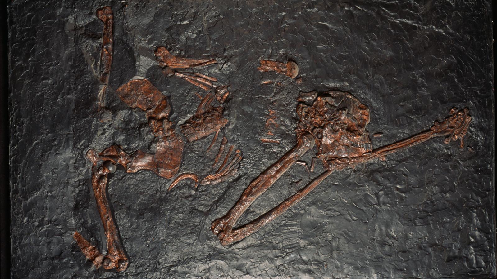 Oreopithecus lived over seven million years ago, before human evolution ...