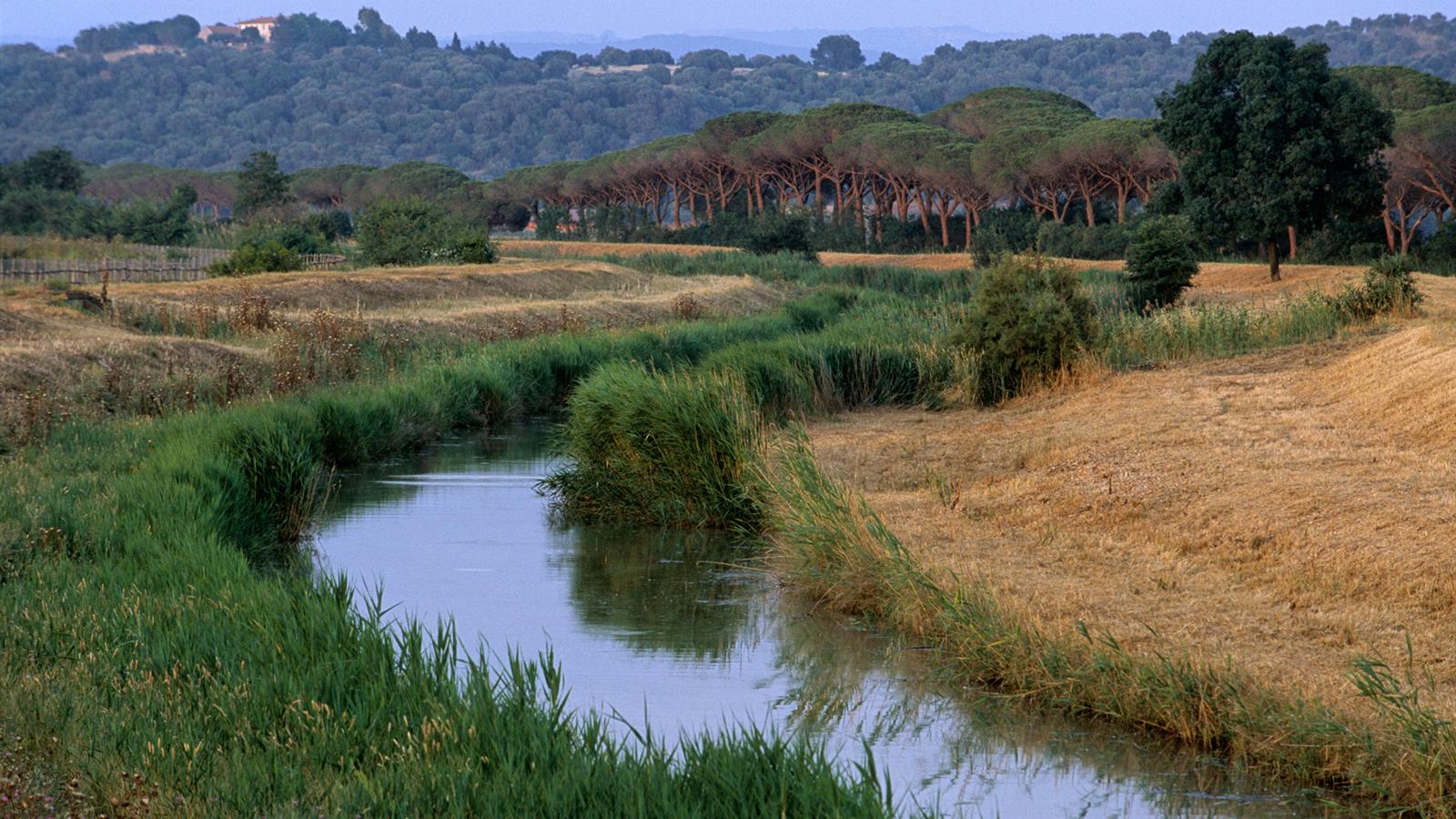 Oreopithecus lived over seven million years ago, before human evolution ...