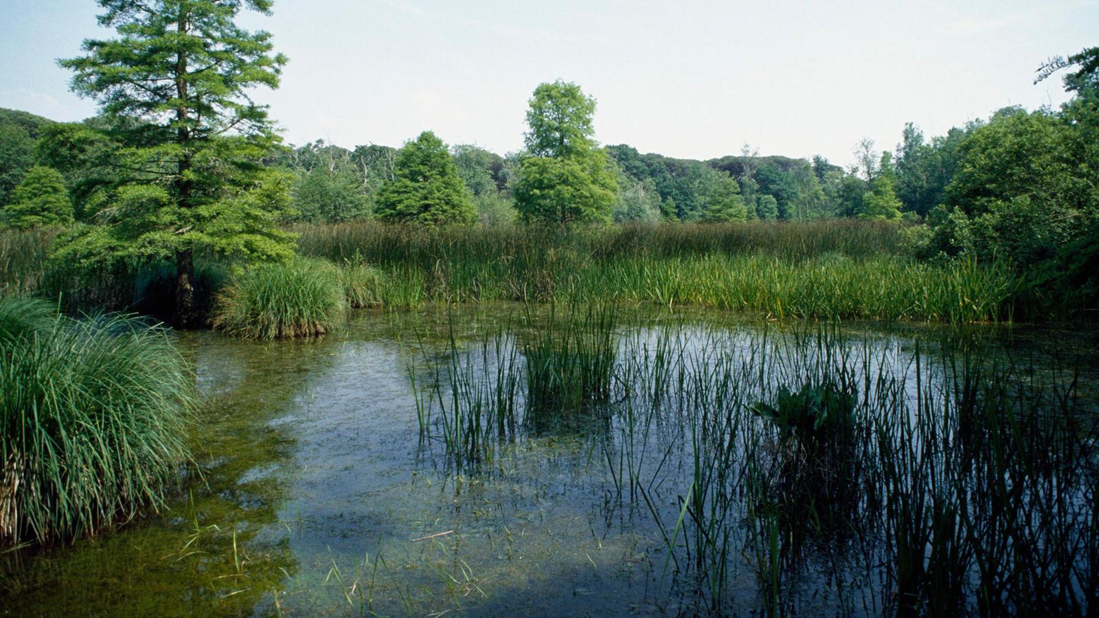 Oreopithecus lived over seven million years ago, before human evolution ...