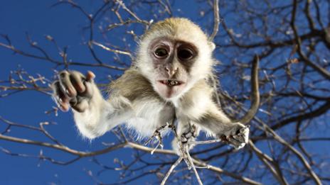 Animals Get High - Ending Cannabis Prohibition