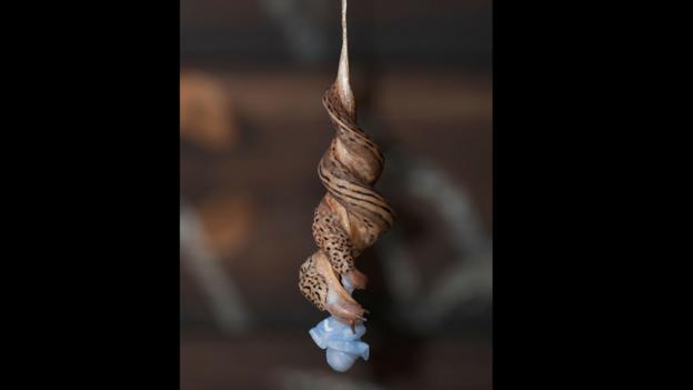 View image of leopard slugs mating (credit: Wolstenholme Images / Alamy)